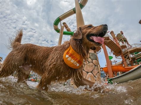 김해 반려견 동반 롯데워터파크 댕댕워터파크 오픈 소식 운영 기간 시간 입장권 가격 요금 프로그램