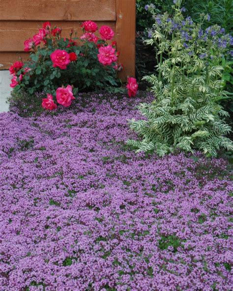 Creeping Thyme Lawn Pros And Cons And How To Plant
