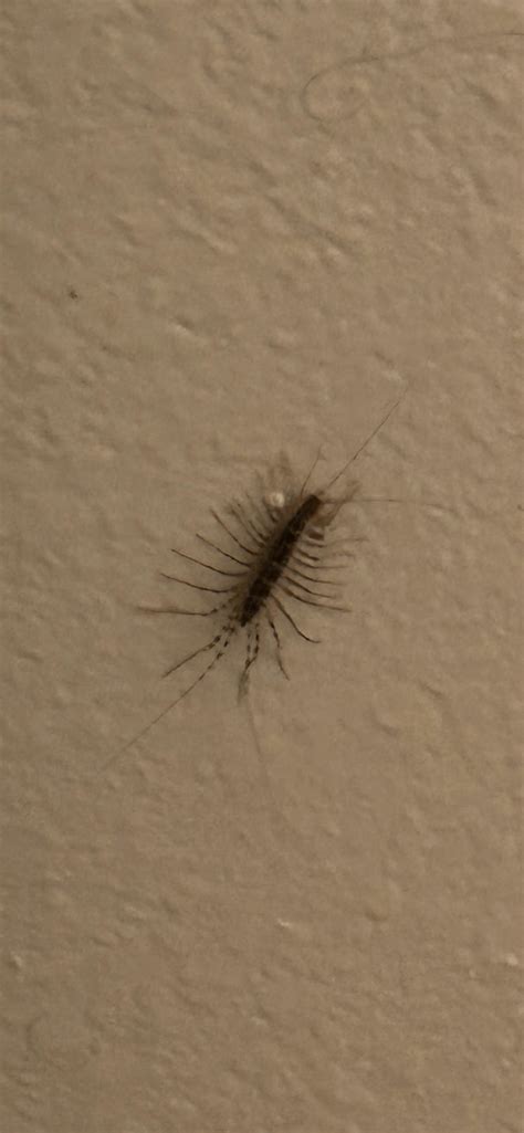 What Is This Bug Does It Sting And If It Does Is It Venomous Rinsects