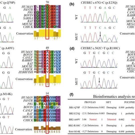 Sequence Chromatograms And In Silico Predictions Ae Sequence