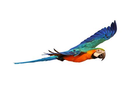 Arara Azul E Ouro Colorido Voando Isolado No Fundo Branco Foto Premium