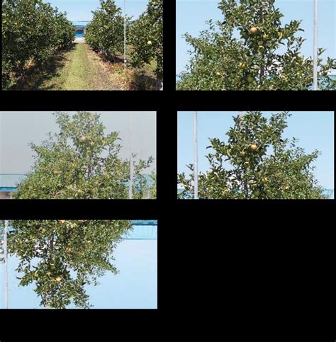 Some Of The Augmentation Methods A Original Image B Crop Processing