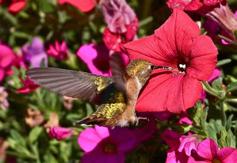 The 34 Best Hummingbird Flowers To Grow In Your Garden