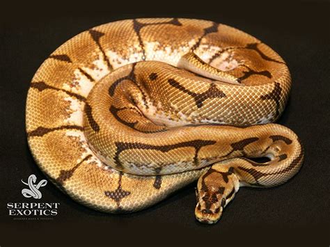 toxic spider morph world of ball pythons