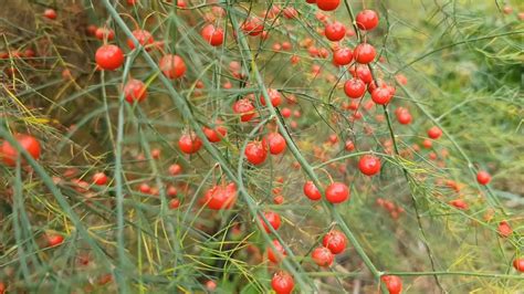 아스파라거스 열매 이쁘죠 종자채종하기 좋은 날 Youtube