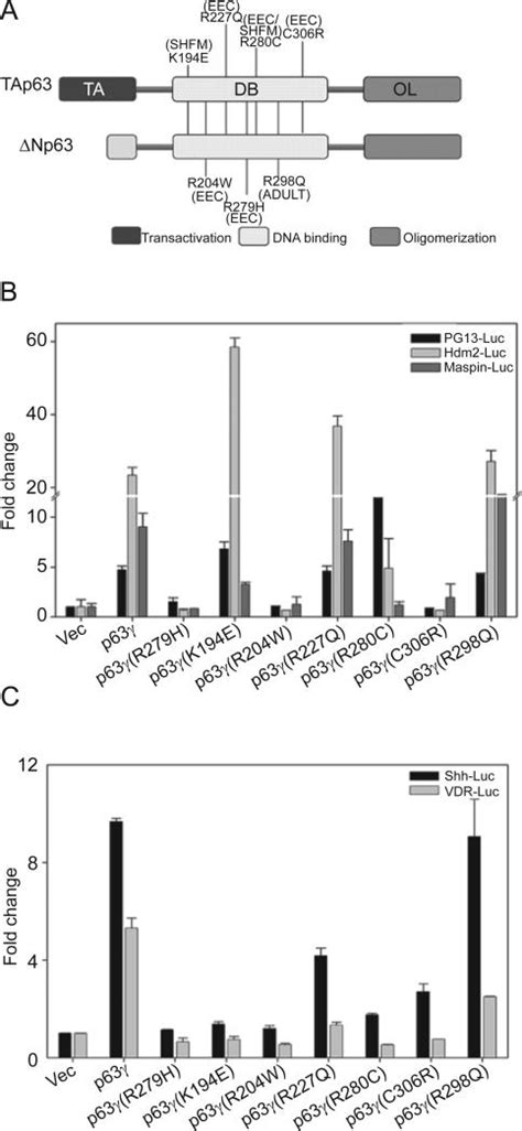 Differential Effects Of P63 Mutants On Transactivation Of P53 And Or P63 Responsive Genes Pmc
