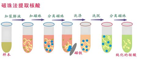 Magnetic Bead Method Opentrons中国官网