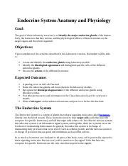 Lab Endocrine System Anatomy And Physiology 1 Docx Endocrine System Anatomy And Physiology