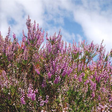 110 Heather Burning Uk Fotografías De Stock Fotos E Imágenes Libres