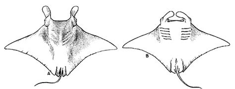 Manta Ray Anatomy Diagram