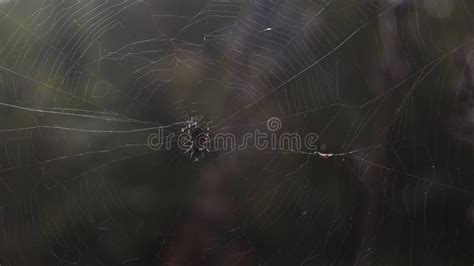 A Spider Web Stretched Between Two Branches In A Garden Ping Unwanted Pests In Its Sticky