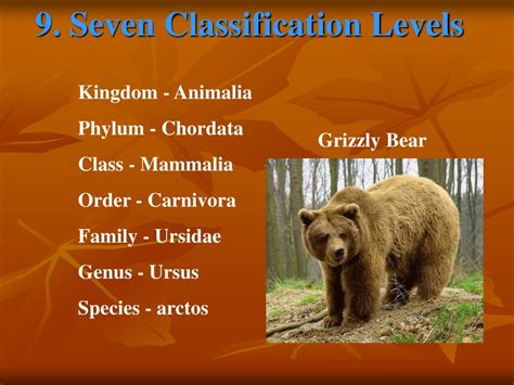 Ppt Classification Of Organisms Powerpoint Presentation Free