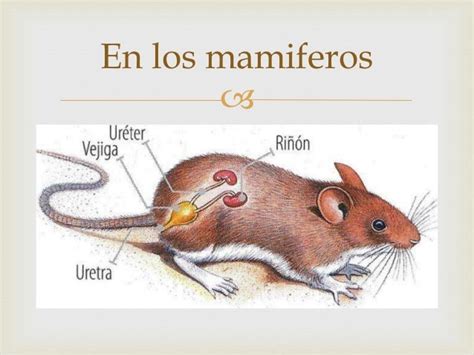 Excrecion En Los Animales