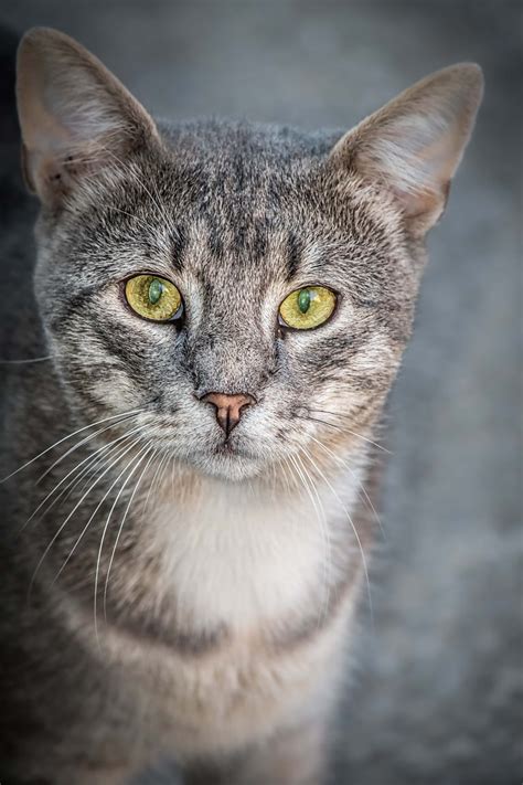 무료 사진 줄무늬 고양이 눈 녹색 노란 코 세로 머리 호기심 보고 머리 귀여운