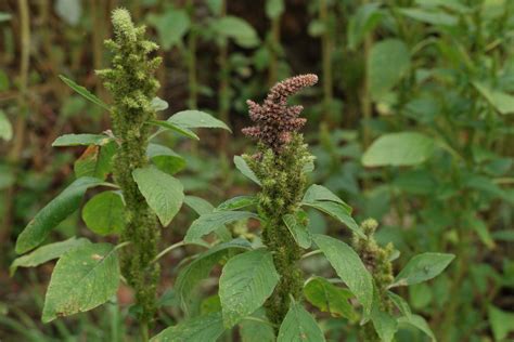 Amaranthus Retroflexus