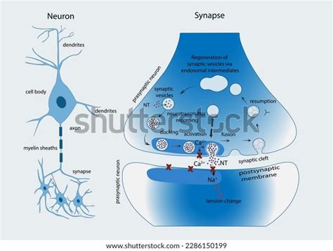 neurons connected each other through synapses stock illustration
