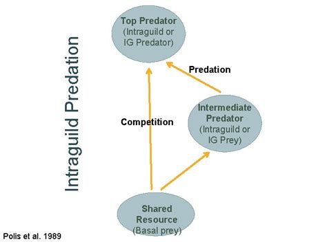 Gary A Polis Intraguild Predation Presented By Maria