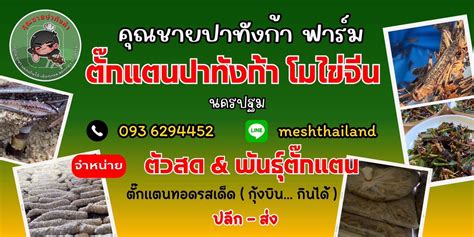 Workmanship Set And Design Added Workmanship Set And Design