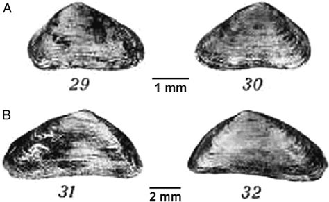 A The Illustrations Of The Holotype Of Pythina Mysella Sibogai