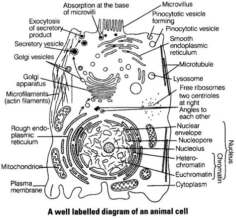 Ncert Q Draw A Labelled Diagram Of An Electric Motor Explain Riset