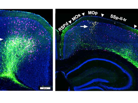 Neural Networks Of The Mouse Neocortex My Science Updates