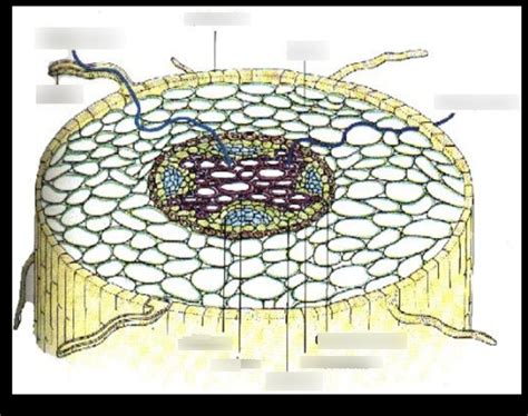 Internal Structure Of Roots Diagram Quizlet