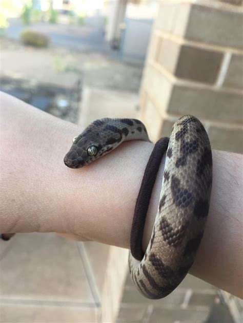 Meet Loki My Beautiful Stimson Python Hes Just Recently Finished