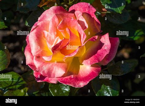 Hybrid Tea Rose Rosa Fulton Mackay Hybridized By Cocker Uk Stock