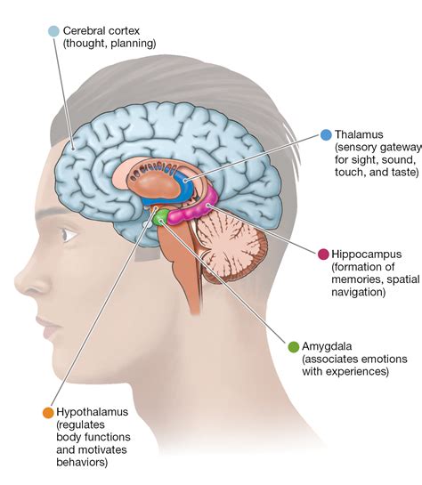 2 6 Forebrain Subcortical Structures Control Your Motivations And Emotions
