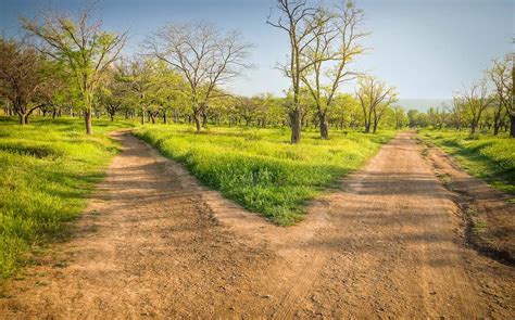 A Fork In The Road Washington Spectator