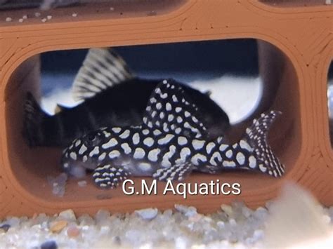 L136 Hypancistrus £30 00