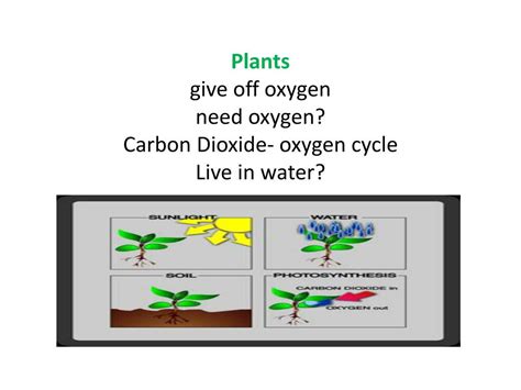 How Does A Plant Give Off Oxygen At Kirsten Nord Blog
