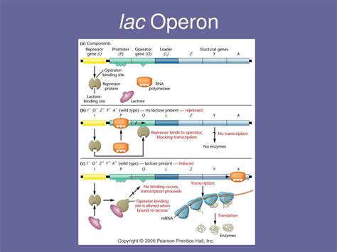 Ppt Regulation Of Gene Expression In Prokaryotes Powerpoint Presentation Id 6150067