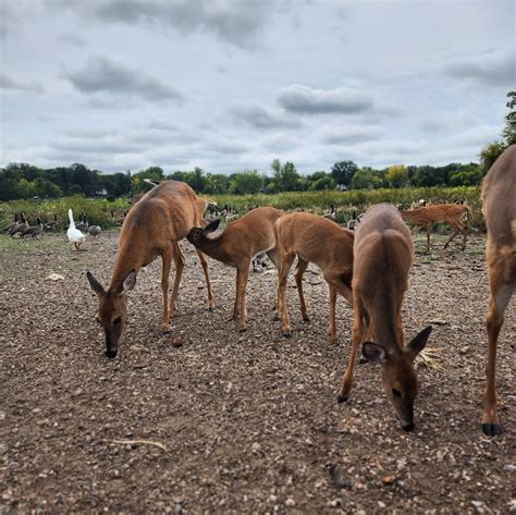 White Tailed Deer Season Watch