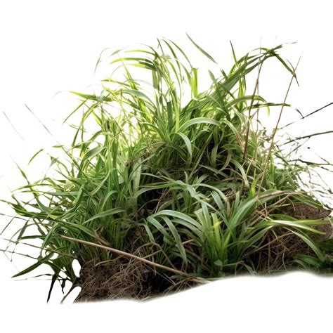 Premium Ai Image A Clump Of Grass Is Shown With A White Background