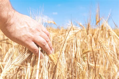 화창한 날에 여름 들판에서 금빛 잘 익은 보리를 만지는 남자의 손이 있습니다 계절에 대한 스톡 사진 및 기타 이미지 Istock