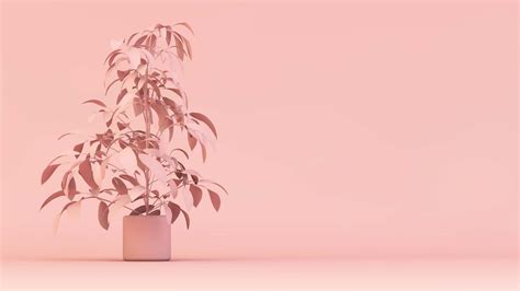 Pink Aesthetic Backgrounds For Computer Screen