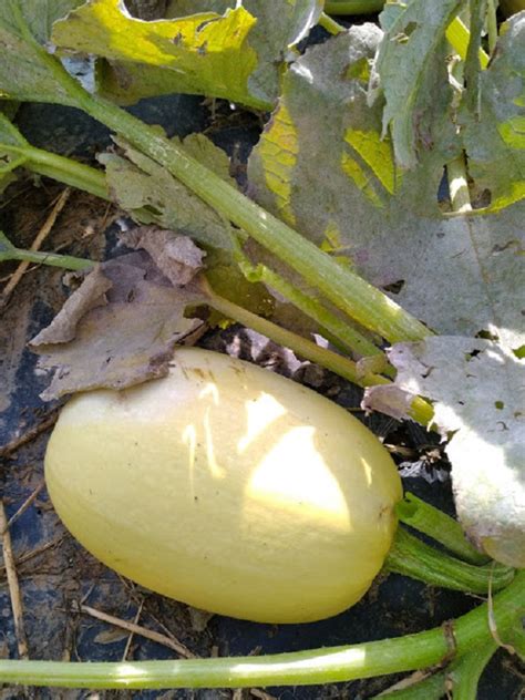 Courge Sphetti La Ferme Du Pont Dachelles