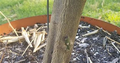 Meyer Lemon Tree Trunk Album On Imgur