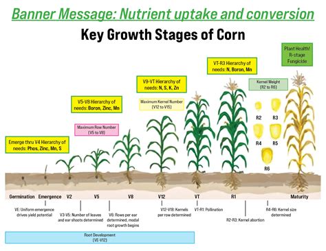 Growth Stages Of Corn Plant At Oscar Loveless Blog