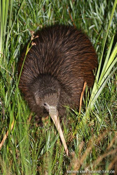North Island Brown Kiwi Ebird Kiwi Animal Kiwi Bird