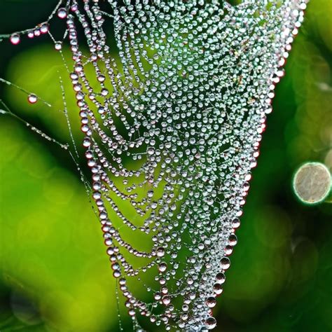 Premium Photo Water Drops On Spider Web Water Drops On Spider Web