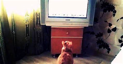 Котейка смотрит телевизор Пикабу