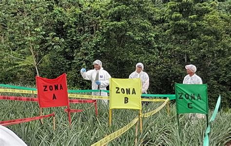 Mida Realiza Simulacro Para La Prevención De Plaga Que Afecta A Los