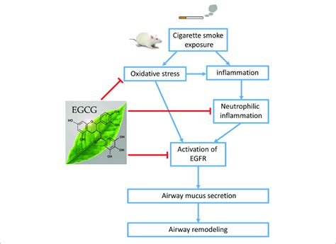 Schematic Diagram Cigarette Smoke Cs Exposure Causes Oxidative Download Scientific Diagram