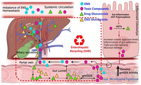 The Role Of Gut Microbial Beta Glucuronidases Gmgus In Drug