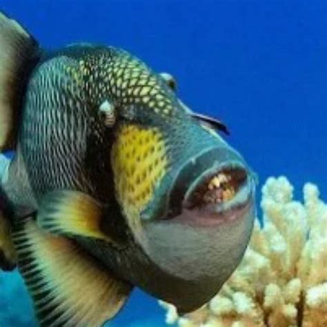 Triggerfish Youtube