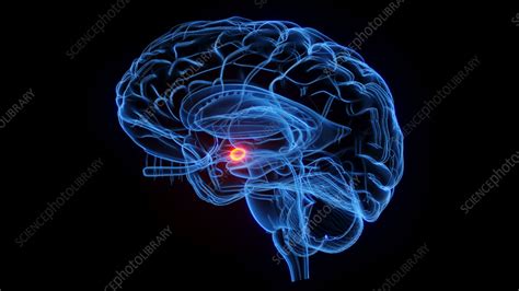 Amygdaloid Body Illustration Stock Image F037 9798 Science Photo Library
