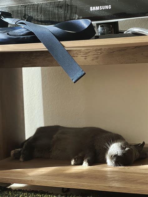 ☀️ Bathing In The Sunlight R Rabbits