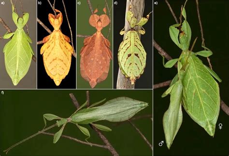 Curiosidades Sobre El Insecto Palo
